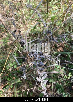 stoneseeds, puccoons, and gromwells (Lithospermum) Plantae Stock Photo ...