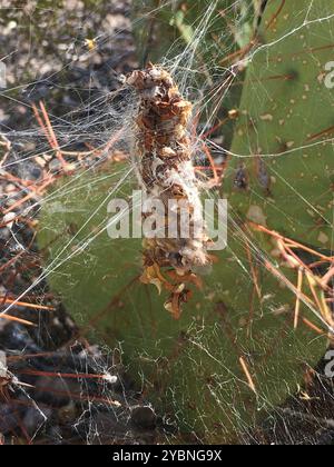 Desertshrub Spiders (Diguetia) Arachnida Stock Photo - Alamy