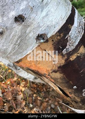 sap yeast (Cystofilobasidium macerans) Fungi Stock Photo - Alamy
