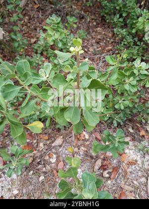 garberia (Garberia heterophylla) Plantae Stock Photo - Alamy