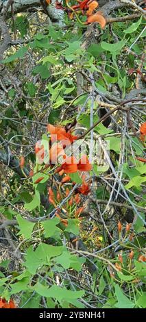 Bat's wing Coral tree (Erythrina vespertilio Stock Photo - Alamy