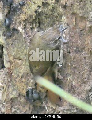 Plain Xenops (Xenops minutus Stock Photo - Alamy
