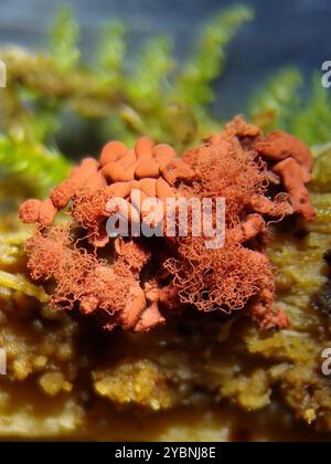 (Arcyria affinis) Protozoa Stock Photo - Alamy