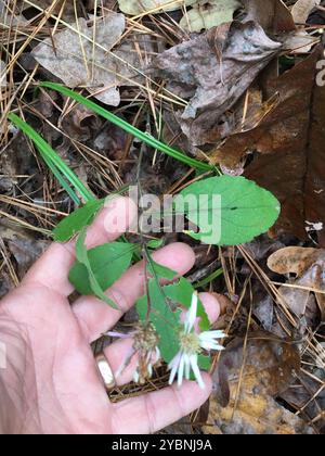 bouquet aster (Eurybia mirabilis) Plantae Stock Photo - Alamy