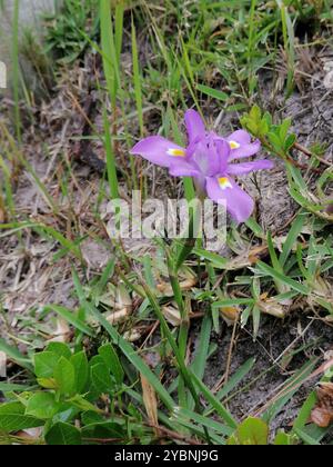 Sweet Tulp (Moraea fugax Stock Photo - Alamy