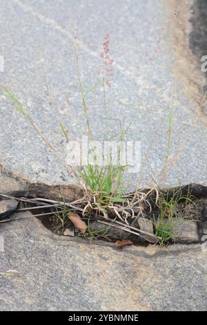 (Melinis repens grandiflora) Plantae Stock Photo - Alamy