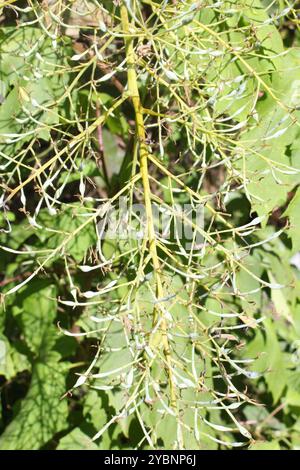 Parrotweed (Bocconia frutescens) Plantae Stock Photo - Alamy