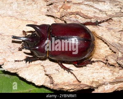 (Strategus fascinus) Insecta Stock Photo - Alamy
