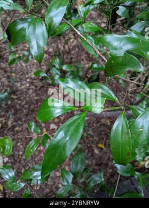Glossy Laurel (Cryptocarya laevigata) Plantae Stock Photo - Alamy