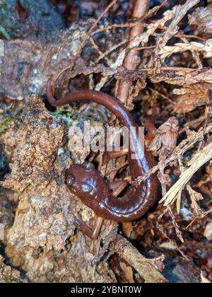 Ensatina (Ensatina eschscholtzii) Amphibia Stock Photo - Alamy