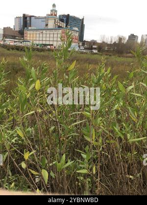 marsh elder (Iva frutescens) Plantae Stock Photo - Alamy
