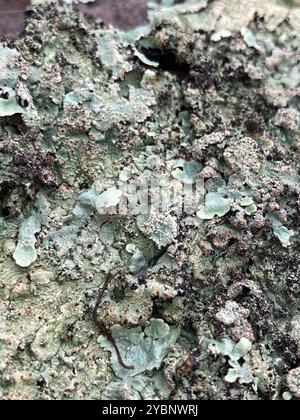 rock greenshield lichen (Flavoparmelia baltimorensis) Fungi Stock Photo ...