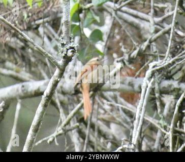 Pallid Spinetail (Cranioleuca pallida) Aves Stock Photo - Alamy