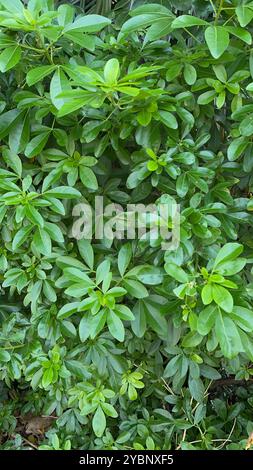 Mexican orange (Choisya ternata) Plantae Stock Photo - Alamy
