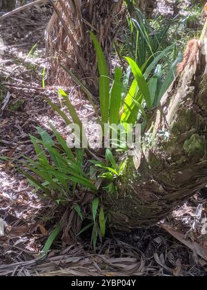 Long strapfern (Campyloneurum phyllitidis) Plantae Stock Photo - Alamy