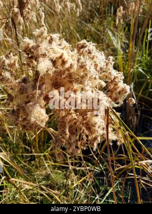 woolgrass (Scirpus cyperinus) Plantae Stock Photo - Alamy