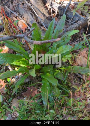 swamp dock (Rumex verticillatus) Plantae Stock Photo - Alamy