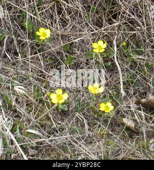 Eschscholtz's Buttercup (Ranunculus eschscholtzii) Plantae Stock Photo ...
