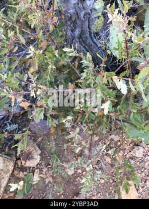 Emory oak (Quercus emoryi) Plantae Stock Photo - Alamy