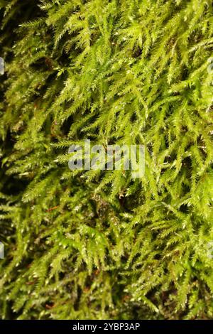 velvet feather-moss (Brachytheciastrum velutinum) Plantae Stock Photo ...