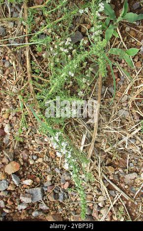 Grassveld Bitterbush (Selago densiflora) Plantae Stock Photo - Alamy