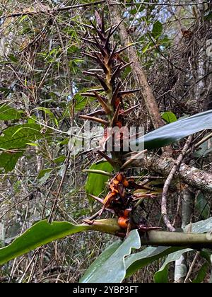 gingers, bananas, and allies (Zingiberales) Plantae Stock Photo - Alamy