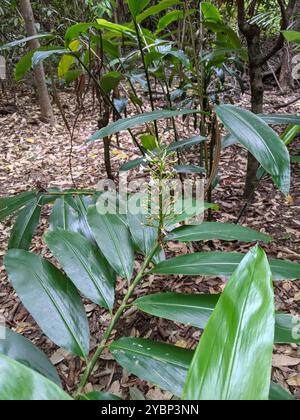 Native Ginger (Alpinia caerulea) Plantae Stock Photo - Alamy