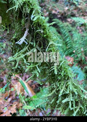 shingle moss (Neckera pennata) Plantae Stock Photo - Alamy