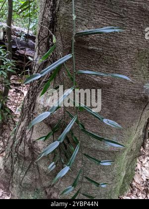 candle vine (Pothos longipes), Plantae, Wongabel QLD 4883, Australia ...