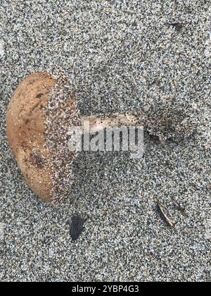 Beach Brittlestem (Psathyrella ammophila) Fungi Stock Photo - Alamy
