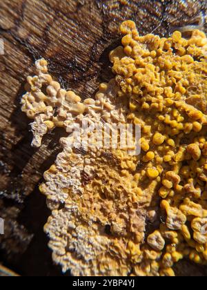 (Hemitrichia clavata) Protozoa Stock Photo - Alamy