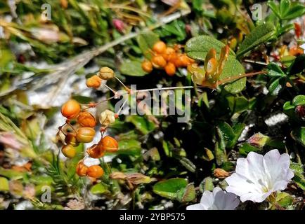 Pink Ear (Falkia repens) Plantae Stock Photo - Alamy