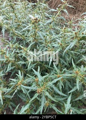 spiny cocklebur (Xanthium spinosum) Plantae Stock Photo - Alamy