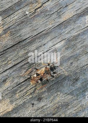 coastal groundbug (Beosus maritimus) Insecta Stock Photo - Alamy