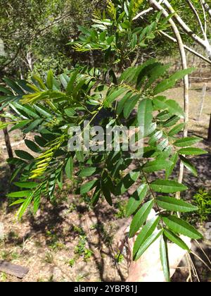 Tambataru (Zanthoxylum rhoifolium) Plantae Stock Photo - Alamy
