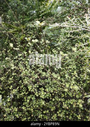 Hukihuki (Coprosma tenuicaulis) Plantae Stock Photo - Alamy