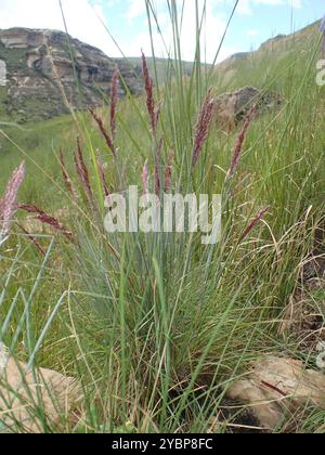 bristle-leaved red-top grass (Melinis nerviglumis) Plantae Stock Photo ...