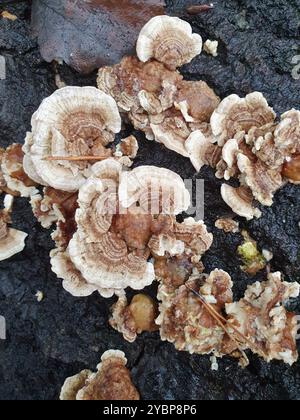Ochre Bracket Fungi - Trametes ochracea Stock Photo - Alamy