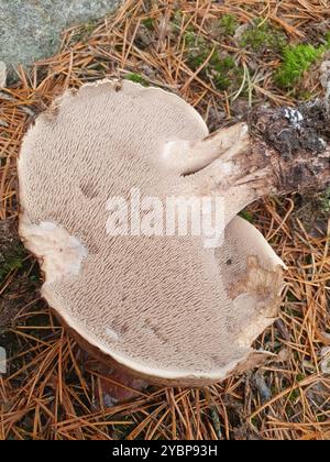 Scaly Tooth (Sarcodon squamosus) Fungi Stock Photo - Alamy