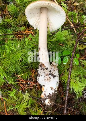 Western Grisette (Amanita pachycolea) Fungi Stock Photo - Alamy