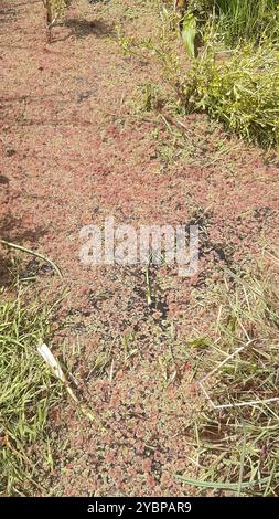 Red Azolla (Azolla rubra) Plantae Stock Photo - Alamy