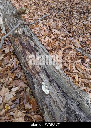 (Ganoderma megaloma) Fungi Stock Photo - Alamy