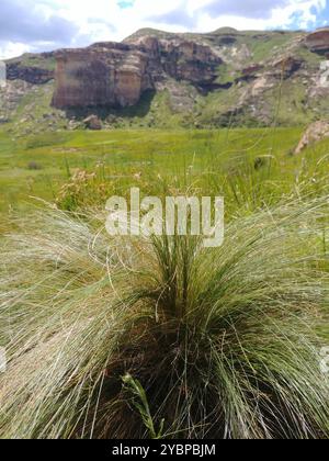 Goat-Beard Grass (Festuca caprina) Plantae Stock Photo - Alamy