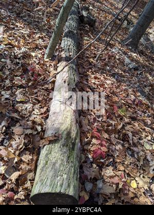 Ship-timber Beetles (Lymexylidae) Insecta Stock Photo - Alamy