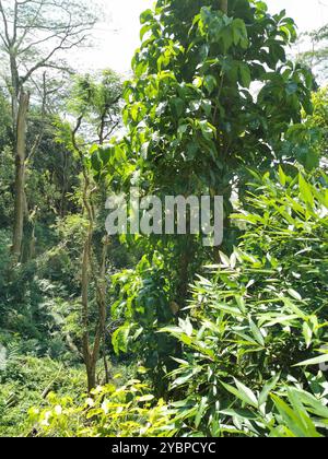 (Pisonia sechellarum) Plantae Stock Photo - Alamy