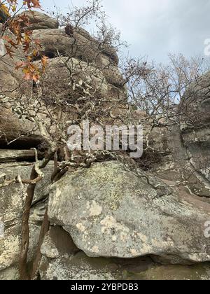 sparkleberry (Vaccinium arboreum) Plantae Stock Photo - Alamy