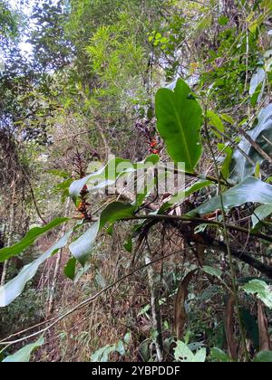 gingers, bananas, and allies (Zingiberales) Plantae Stock Photo - Alamy