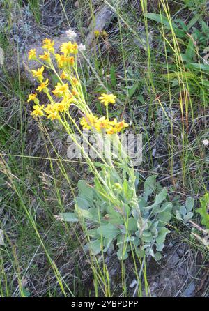 woolly groundsel (Packera cana), Plantae, Big Sheep Mountain Rd, Terry ...