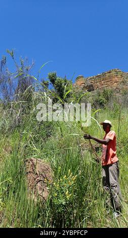 Itchgrass (Rottboellia cochinchinensis) Plantae Stock Photo - Alamy