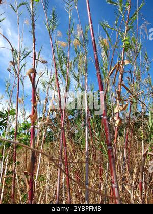 African Reed (Phragmites mauritianus), Plantae, Nylsvley Nature Reserve ...